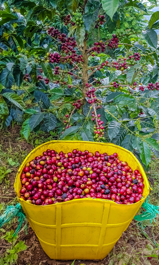 From Harvest to Cup – BeachFront Java